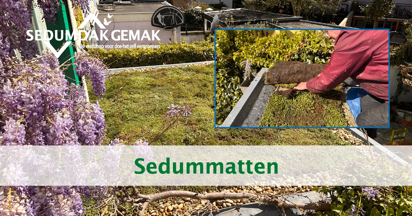 Sedummatten – voor prachtige en kleurrijke groendaken